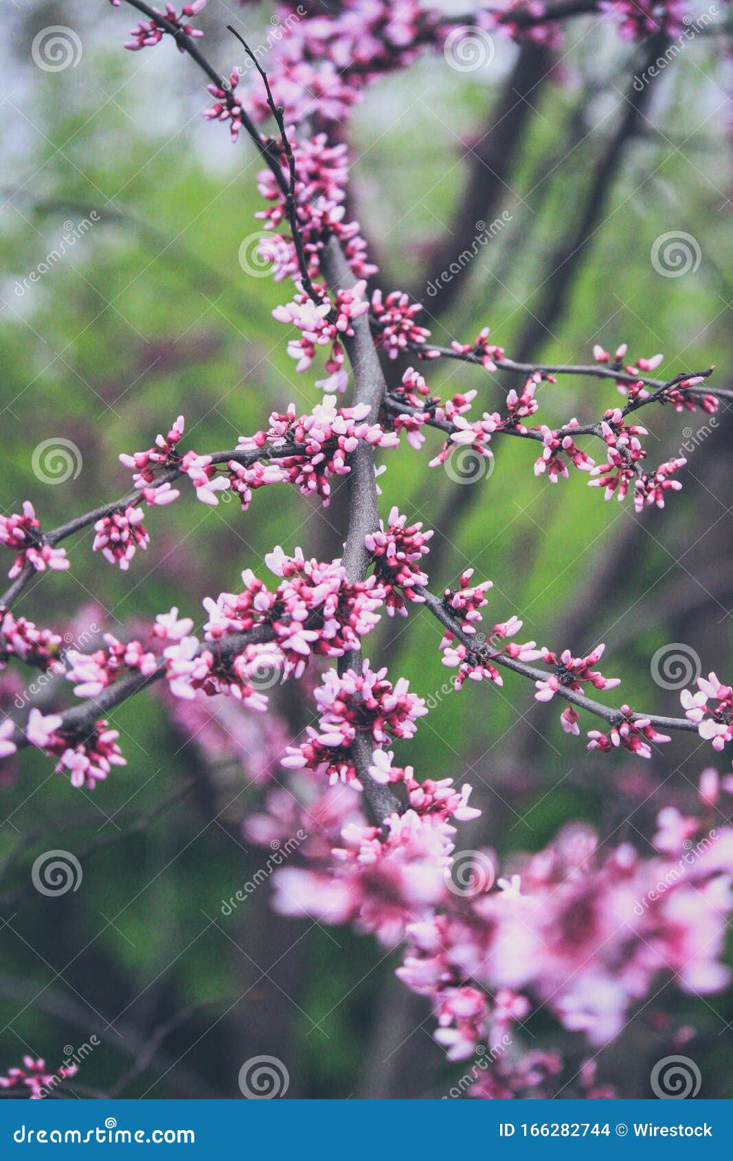Closeup of Beautiful Purple Sprouts on Branches of a Tree at the ...