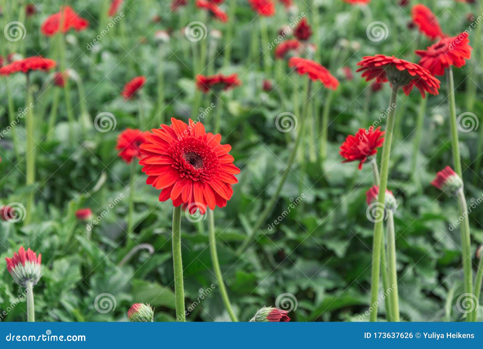 Closeup of Beautiful Red Gerberas in a Greenhouse Stock Photo - Image ...