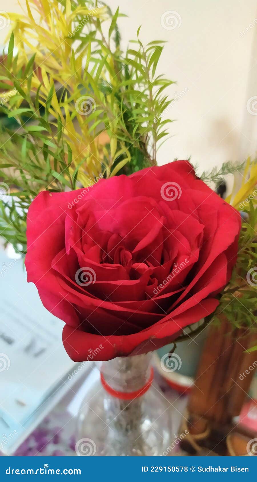 Beautiful Red Rose on the Study Table. Stock Photo - Image of bouquet ...