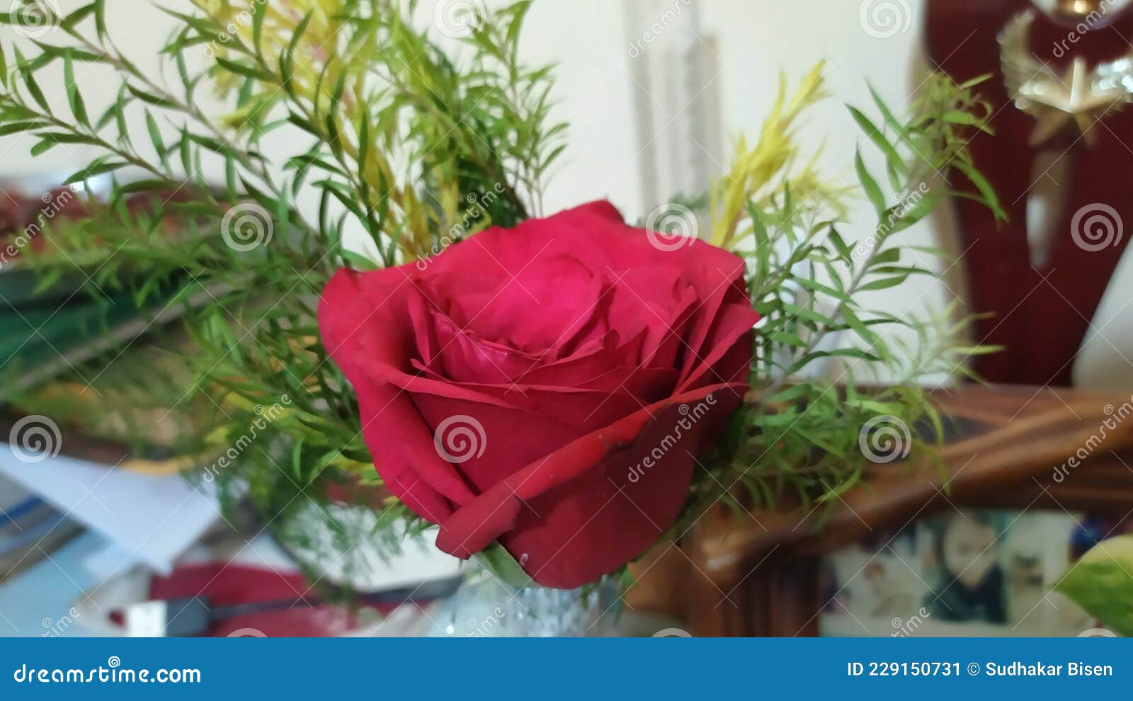 Beautiful Red Rose on the Study Table. Stock Image - Image of flower ...