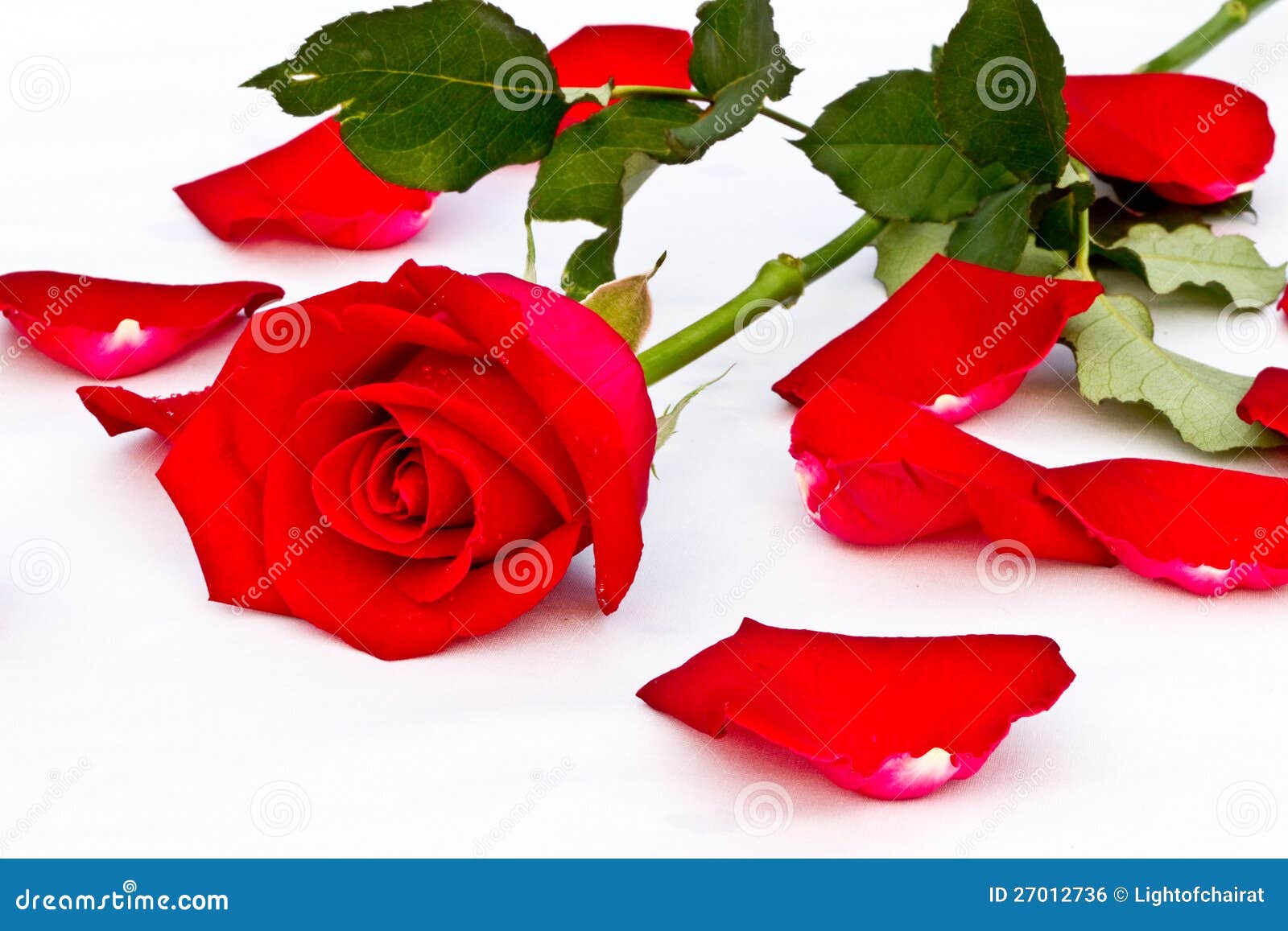 Closeup and Beautiful Red Rose Thailand Stock Photo - Image of flower ...