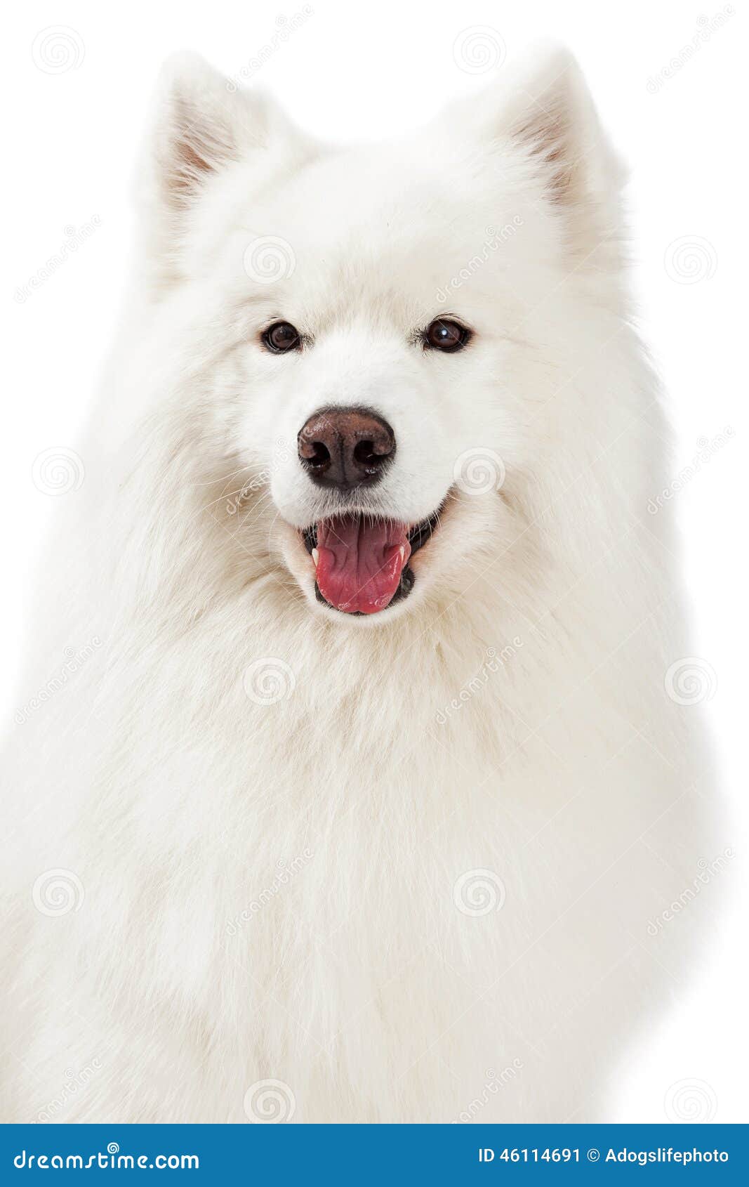 Closeup of Beautiful Samoyed Dog Stock Image - Image of closeup ...