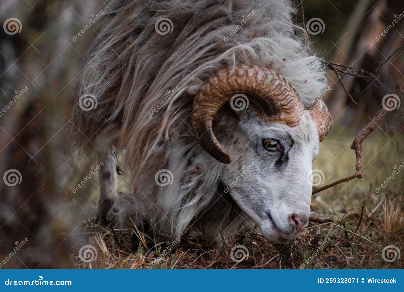 Closeup of a Beautiful Sheep with Sad Eyes in a Field Stock Image ...