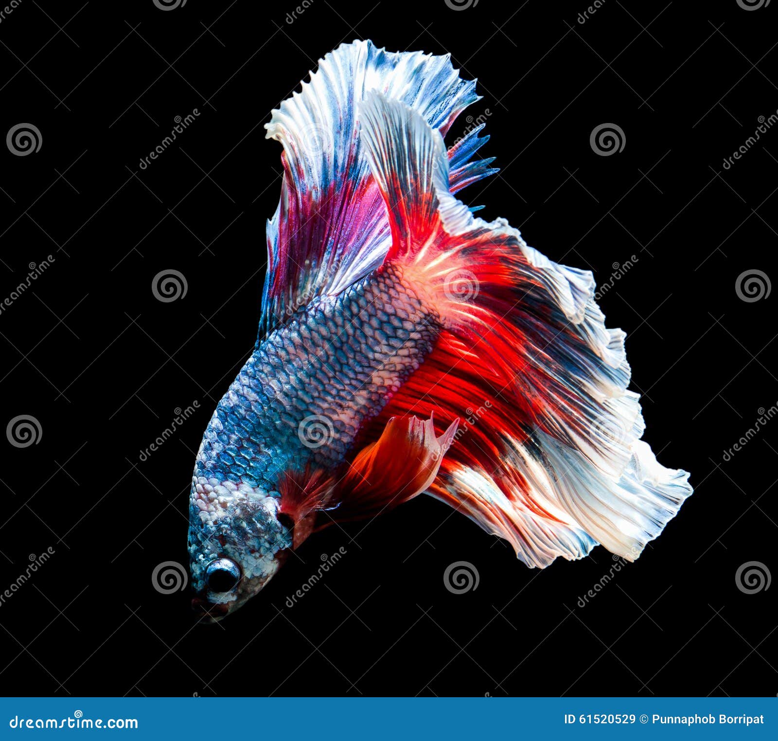 Closeup Beautiful Siam Fighting Fish Stock Image - Image of domestic ...