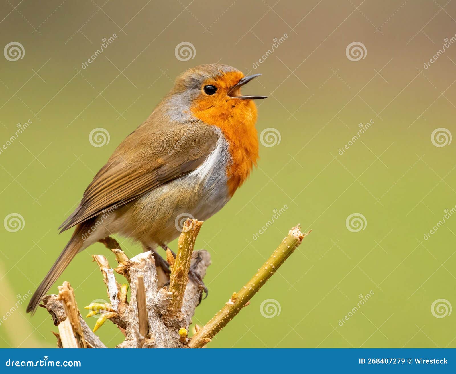 Closeup of a Beautiful Singing Robin Stock Image - Image of robin ...