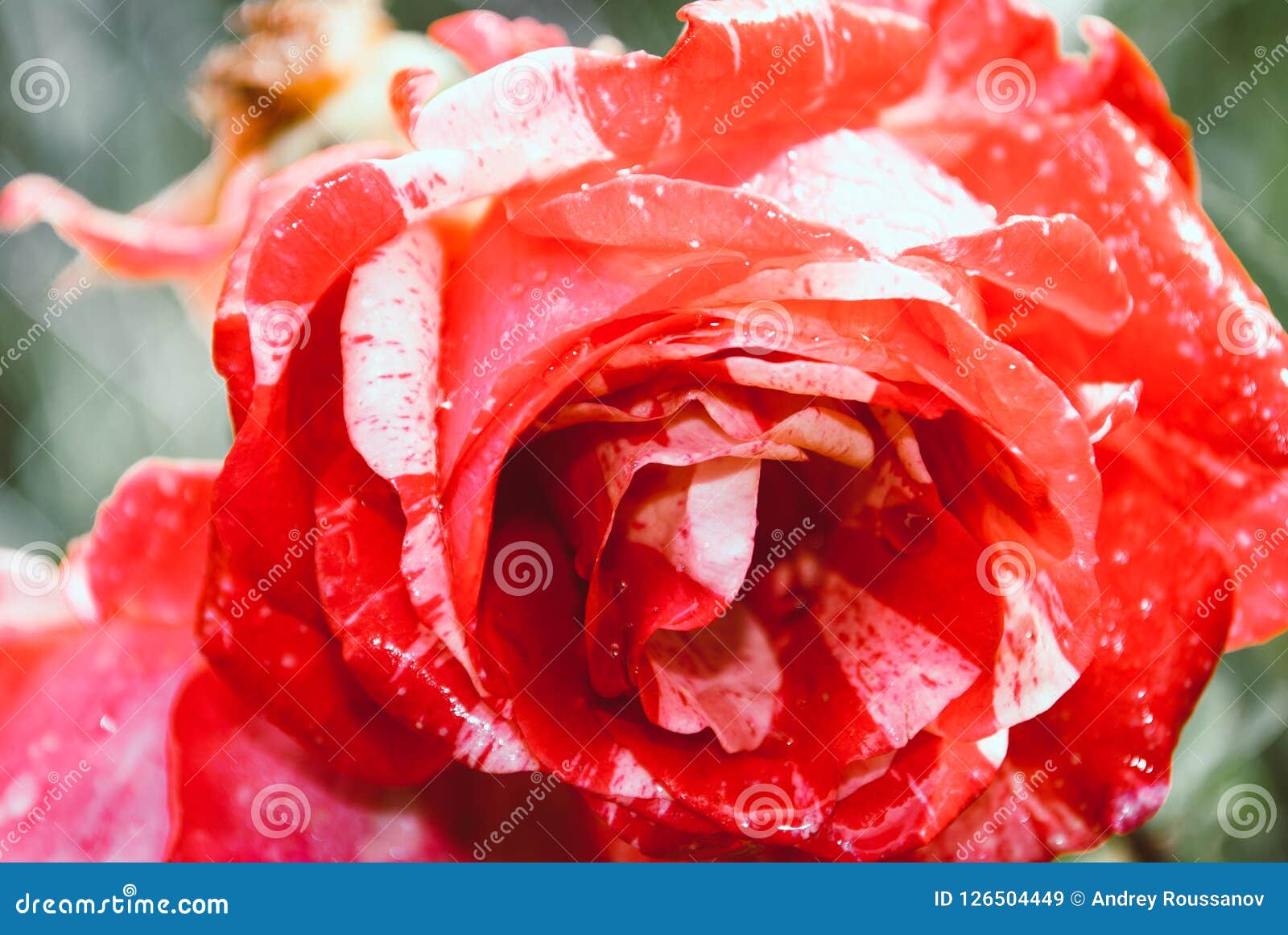 Closeup on a Beautiful Single Red Rose with Water Drops Stock Image ...