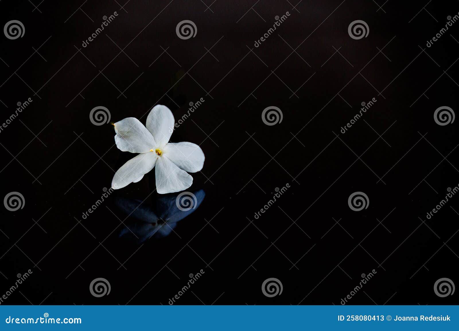Closeup Beautiful Small Delicate Single Jasmine Flower for Background ...