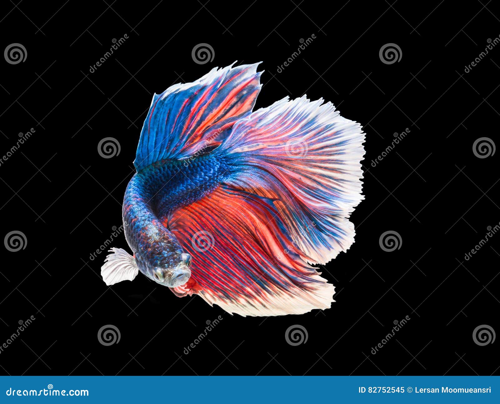 Closeup Beautiful Small Siam Betta Fish with Isolate Background. Stock ...