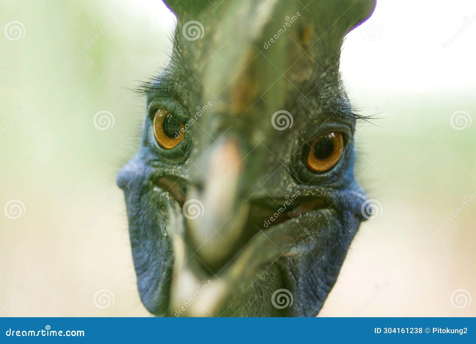 Closeup of Beautiful Smiling Cassowary Face Stock Photo - Image of bird ...