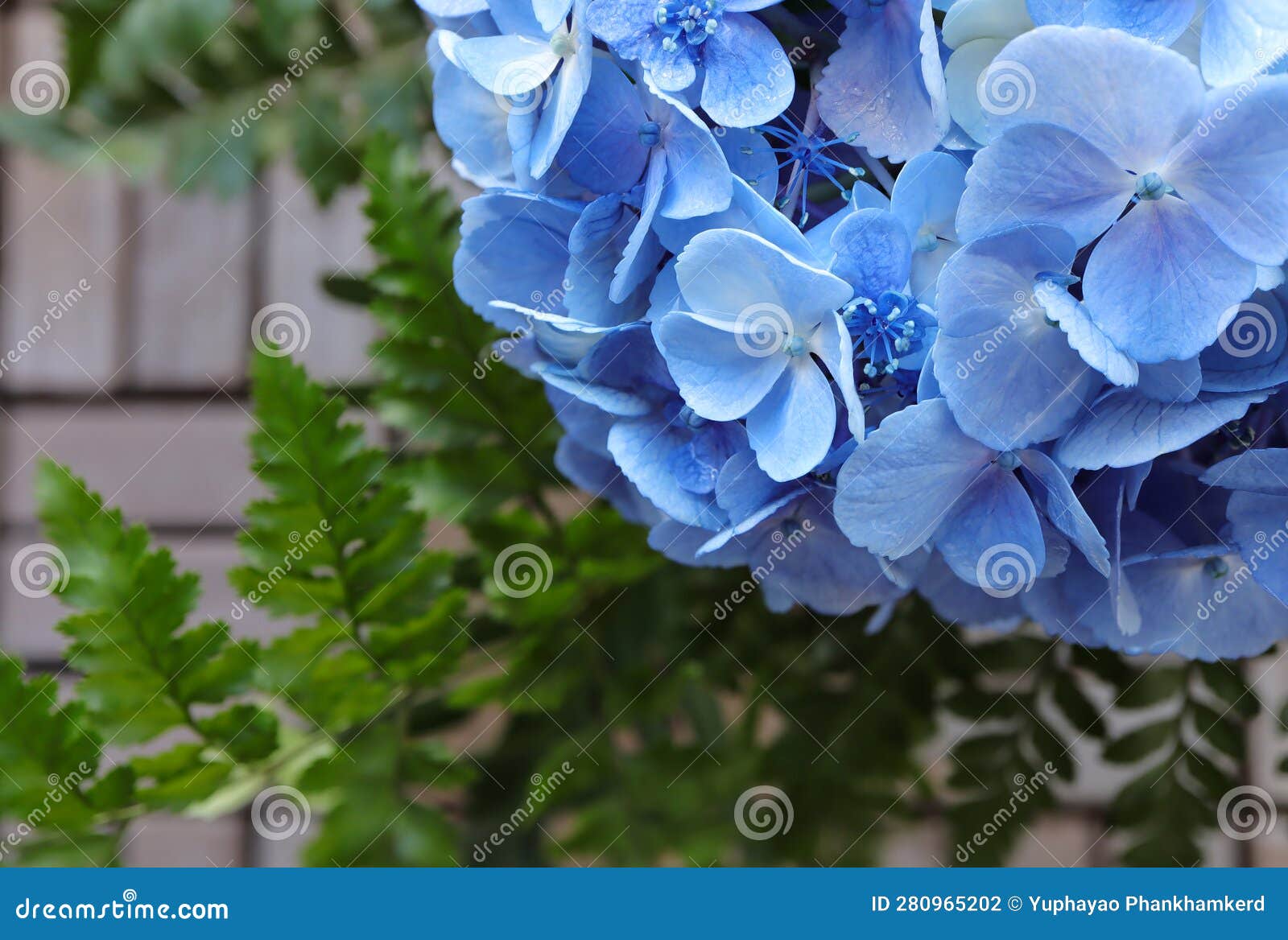 Closeup of Beautiful Soft Blue Hydrangea, Hydrangea Macrophylla Flower ...
