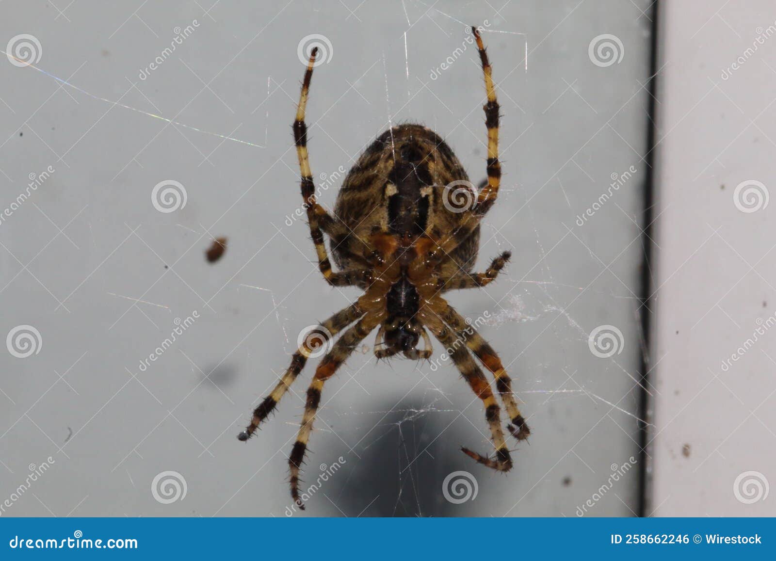 Closeup of a Beautiful Spider Hanging on a Web Stock Photo - Image of ...