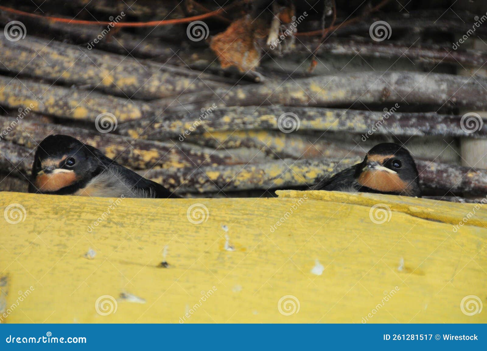 Closeup of Beautiful Swallow Birds in a Nest Stock Image - Image of ...