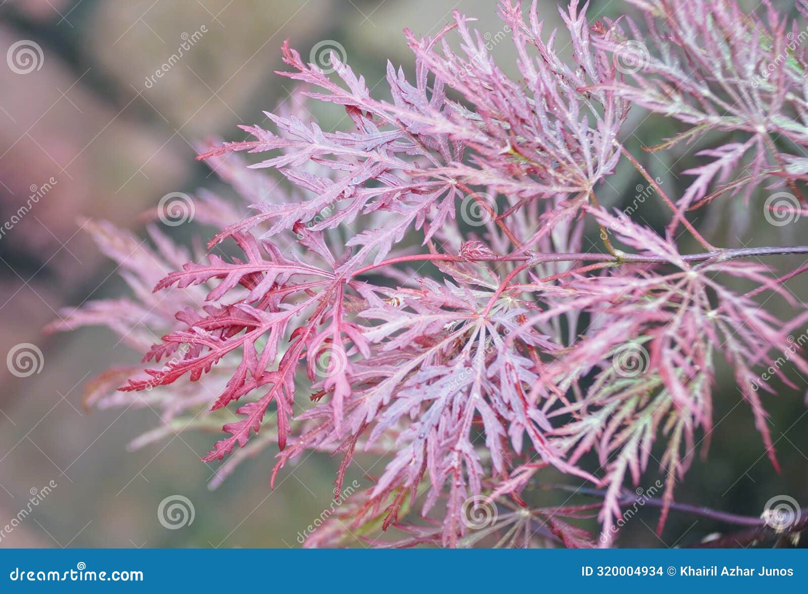 Closeup of the Beautiful Tiny Red Leaves of Threadleaf Japanese Maple ...