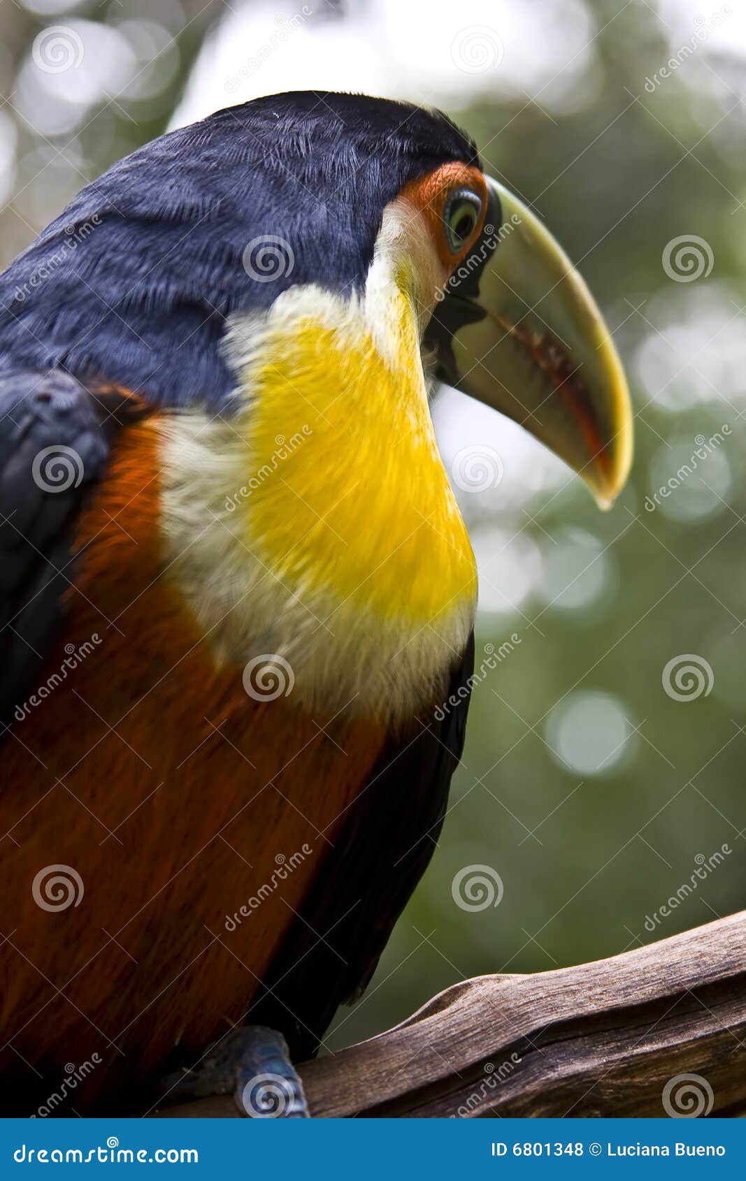 Closeup of Beautiful Toucan Stock Photo - Image of colored, nature: 6801348