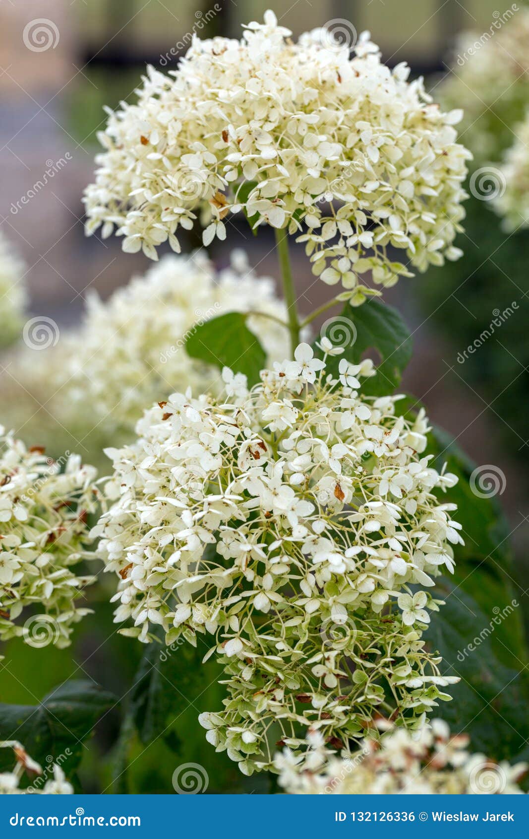 Closeup of a Beautiful White Hydrangea in Garden. Stock Photo - Image ...