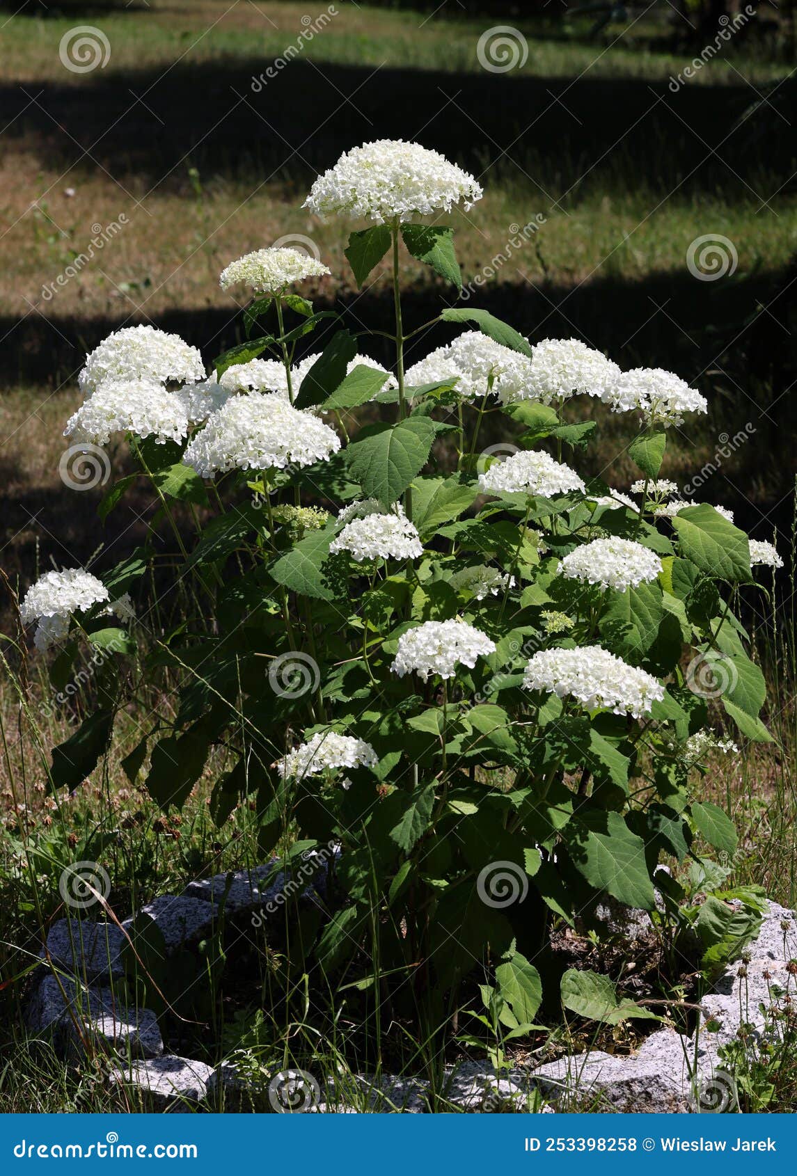 Closeup of a Beautiful White Hydrangea in Garden. Stock Photo - Image ...