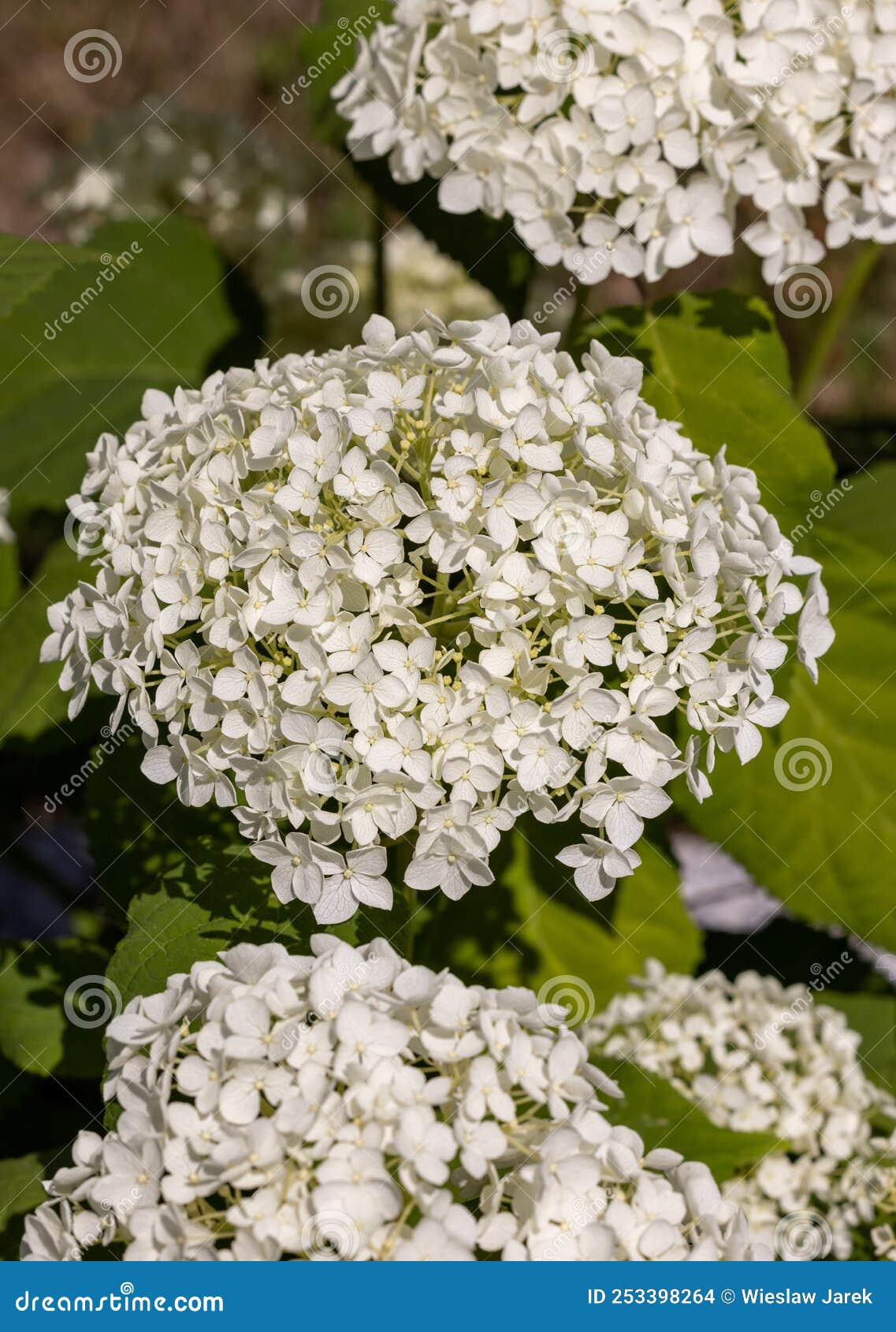 Closeup of a Beautiful White Hydrangea in Garden. Stock Photo - Image ...