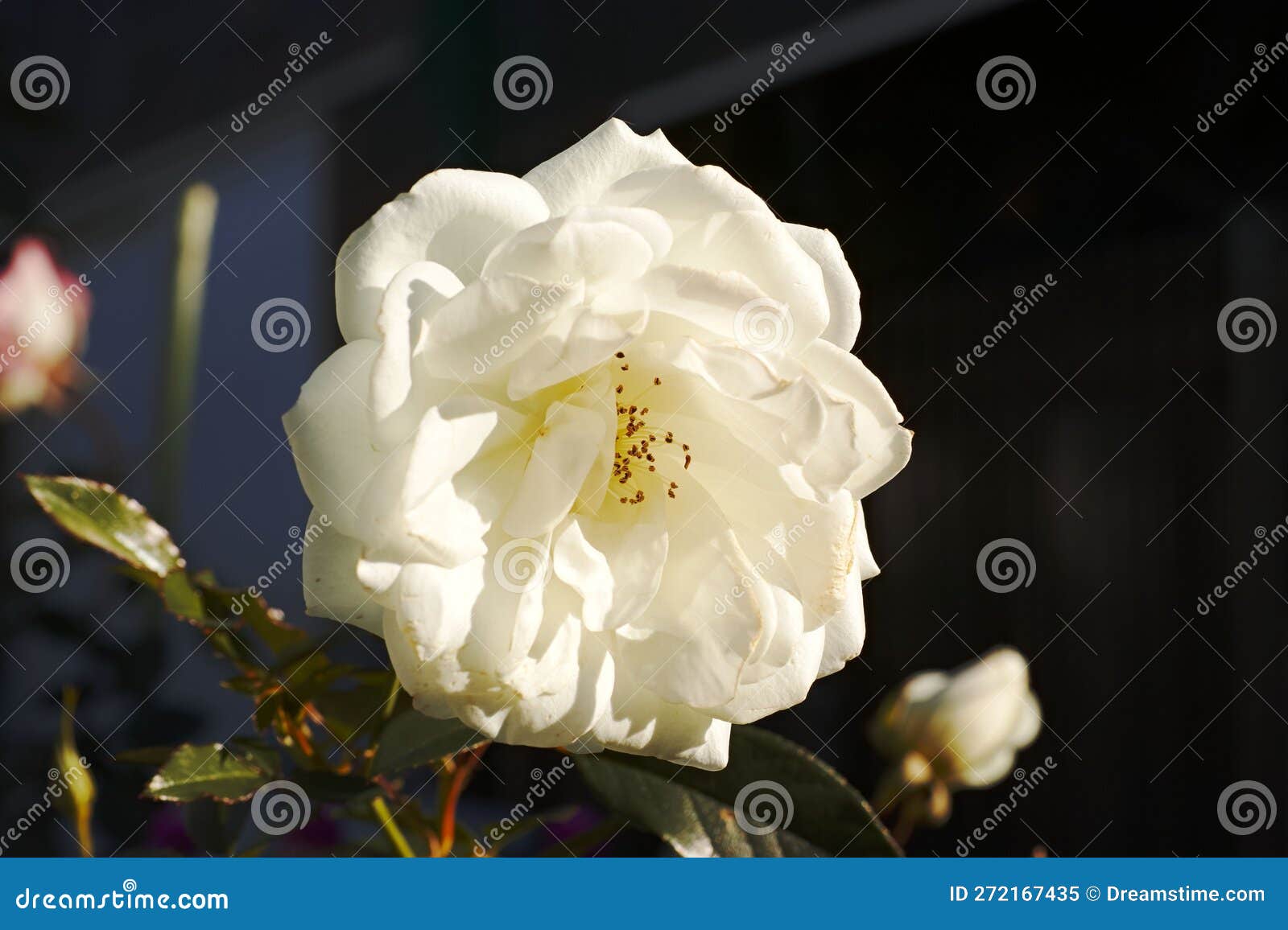 Closeup of a Beautiful White Rose in a Garden Stock Image - Image of ...