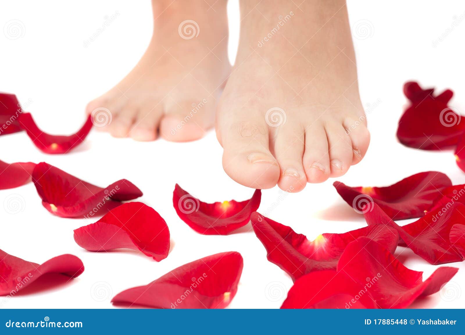 Closeup of Beautiful Woman Legs with Rose Stock Photo - Image of ...
