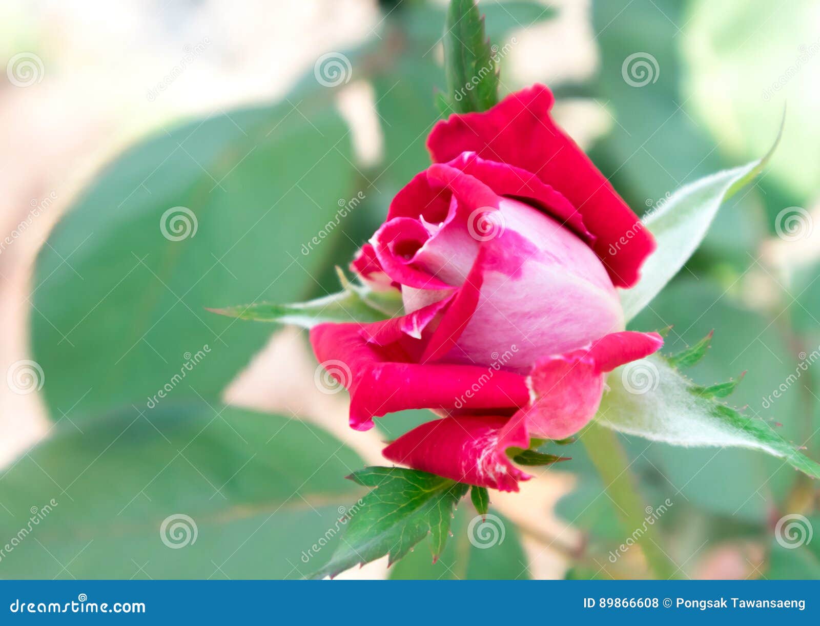 Closeup Beautiful Young Red Rose in Garden, Selective Focus Stock Photo ...