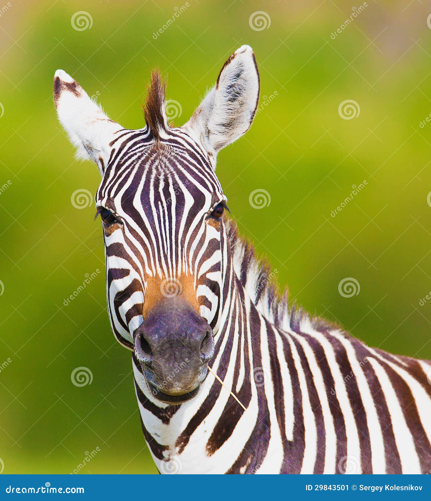 Zebra stock image. Image of nature, eyes, mammal, animal - 29843501