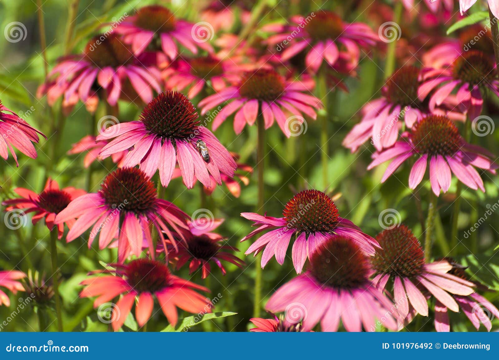 Closeup of Pink Corn Flowers Stock Photo - Image of garden, nature ...