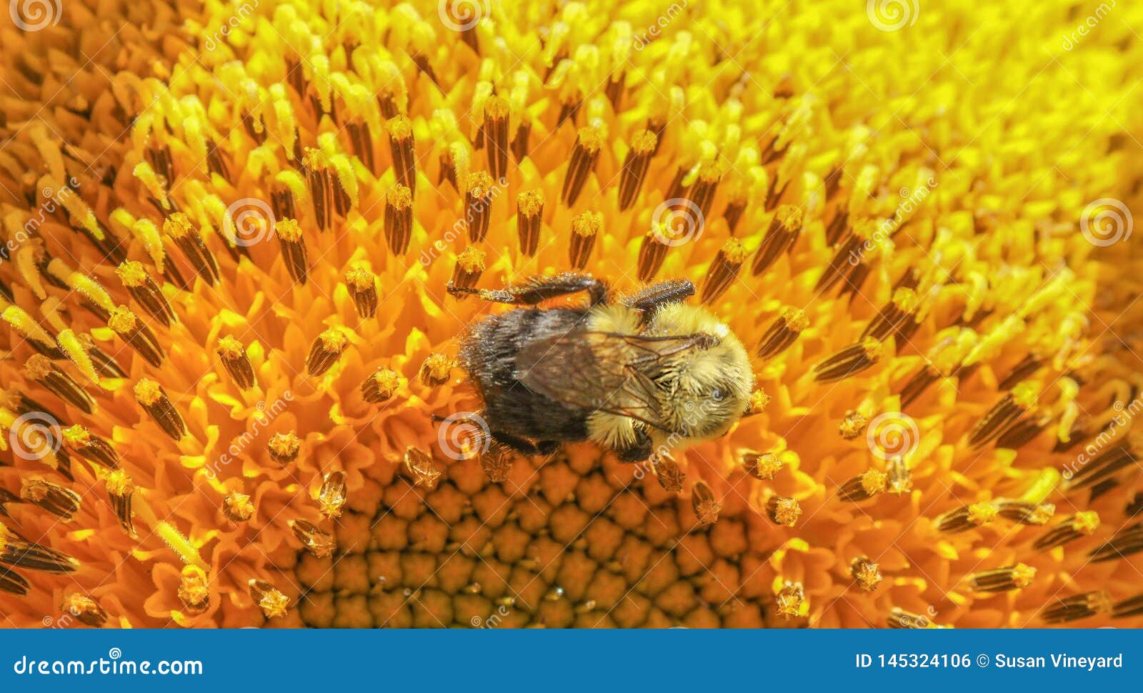 Closeup of Bee Crawling Around on a Large Sunflower Stock Photo - Image ...