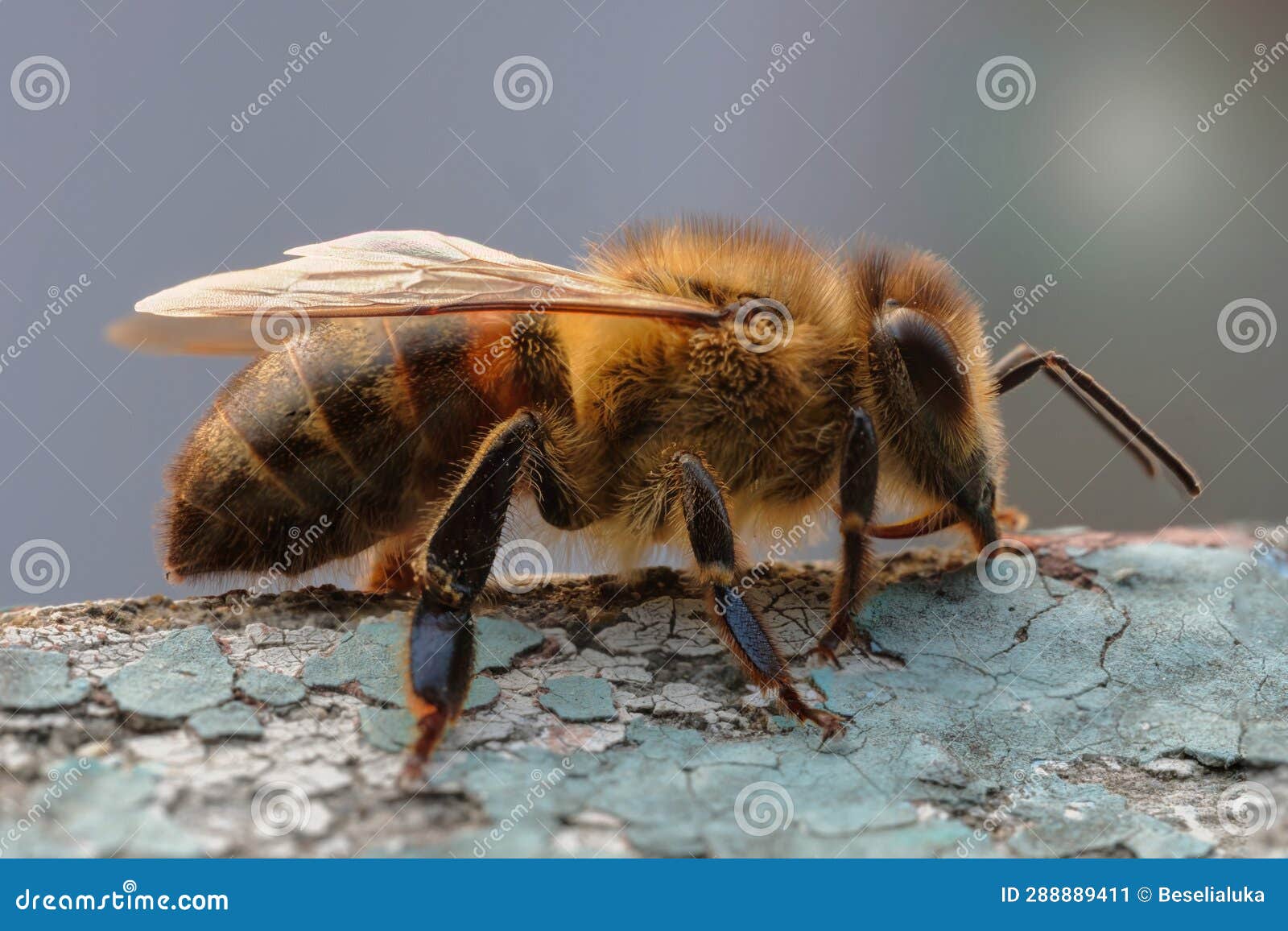 Closeup of a bee stock image. Image of animal, close - 288889411