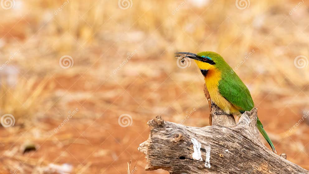 Closeup of a Bee-eater Bird Eating Bug Stock Photo - Image of beautiful ...