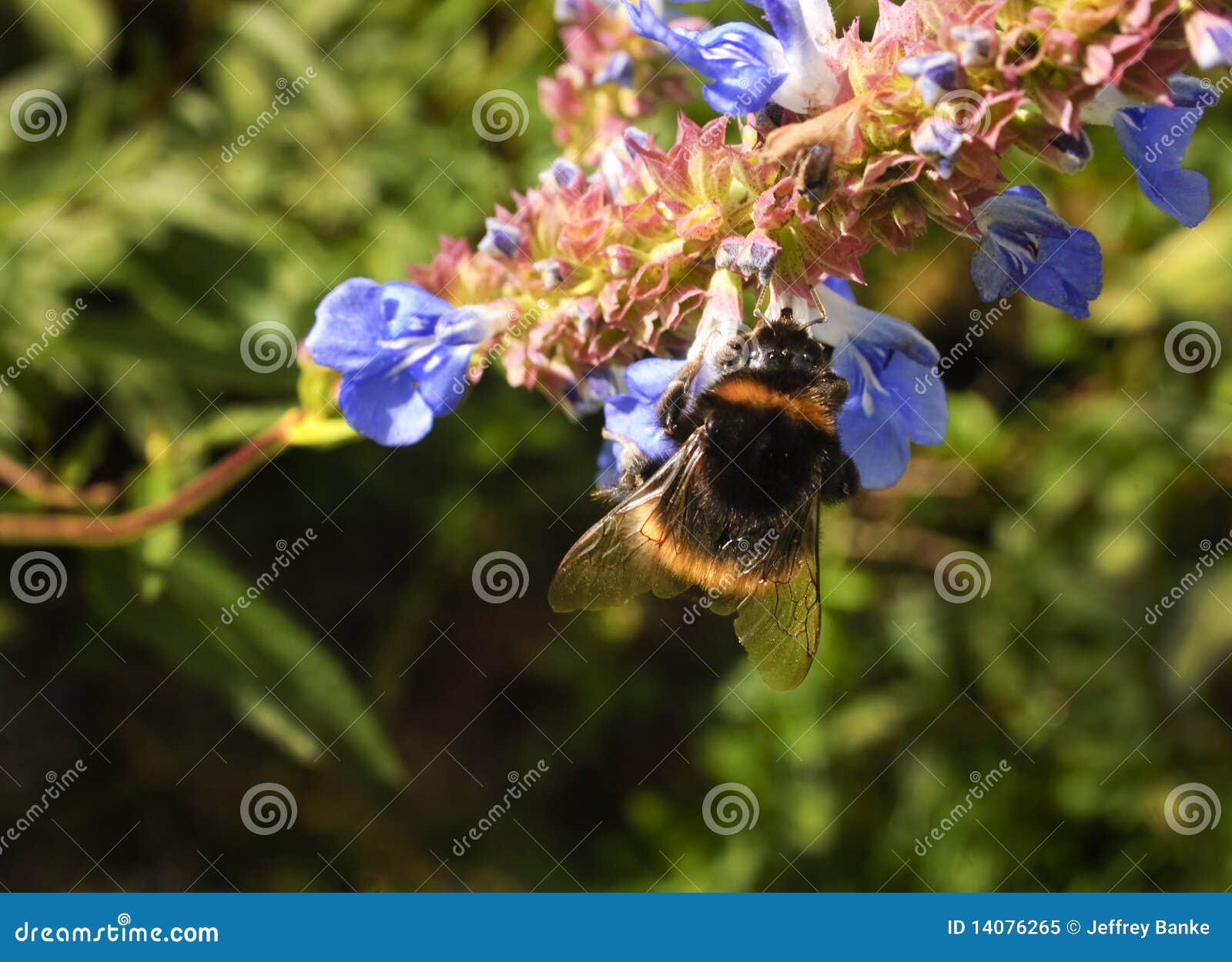 Closeup of a Bee Gathering Nectar Stock Image - Image of close, pollon ...
