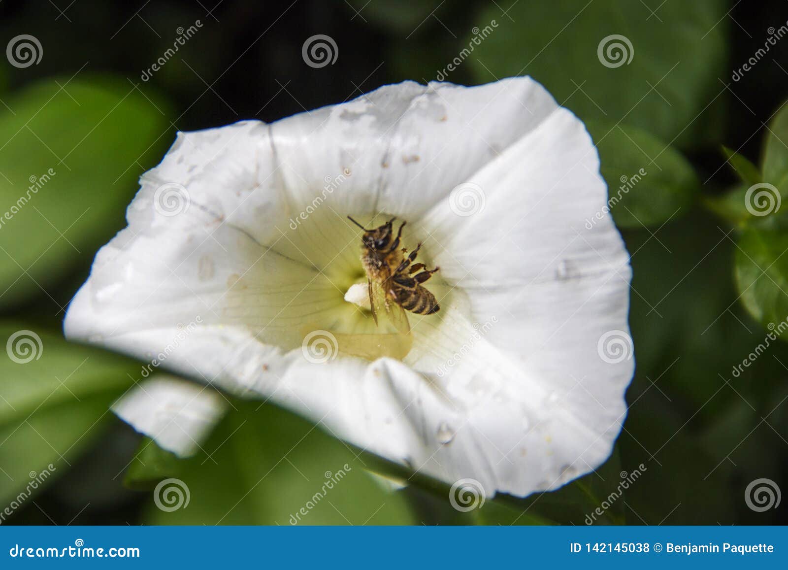 Closeup of a Bee Getting Nectar from a Flower Stock Photo - Image of ...