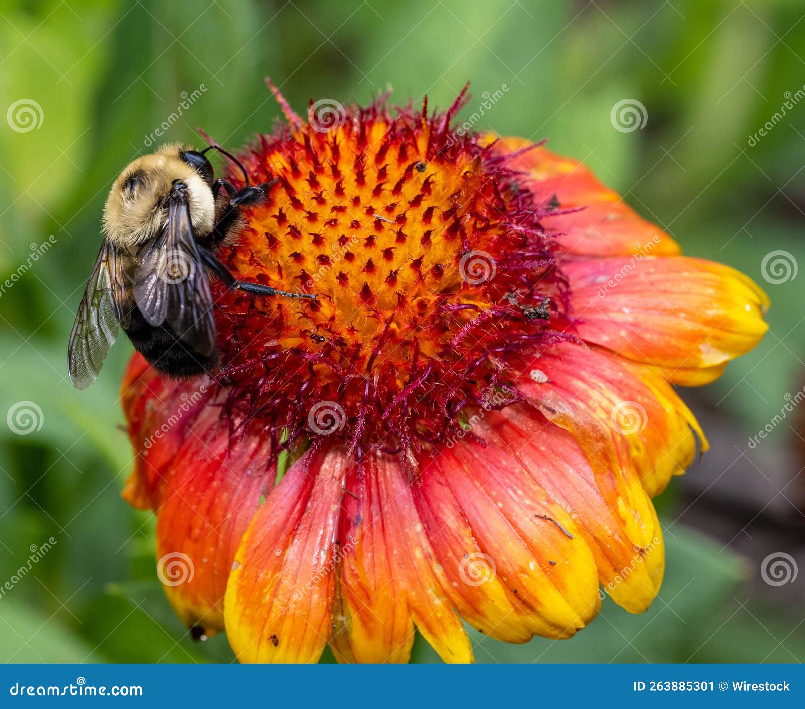 Closeup of Bee Sipping Nectar from Flower Stock Image - Image of environment, insect: 263885301