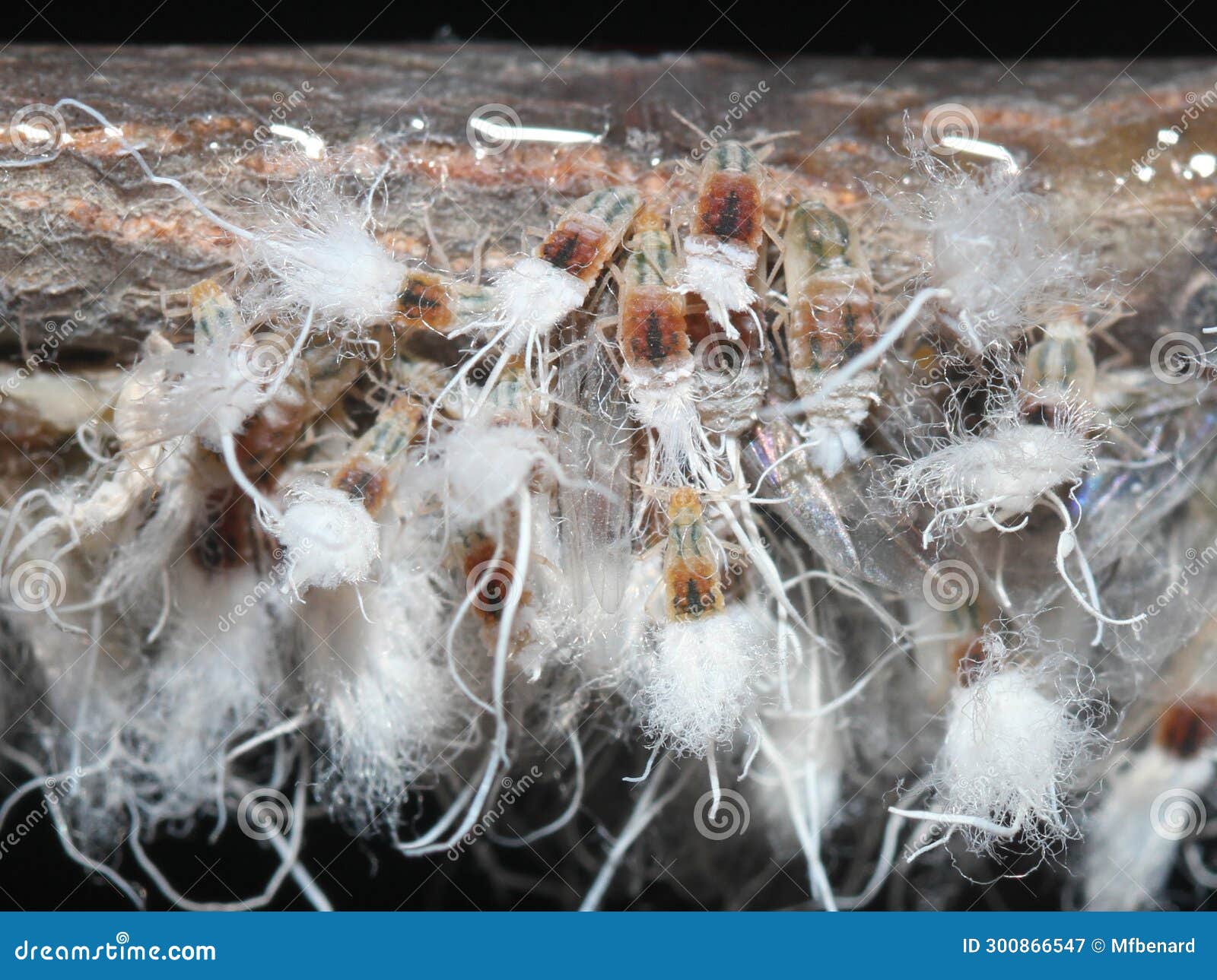 Closeup of Beech Blight Aphids (Grylloprociphilus Imbricator) Stock ...