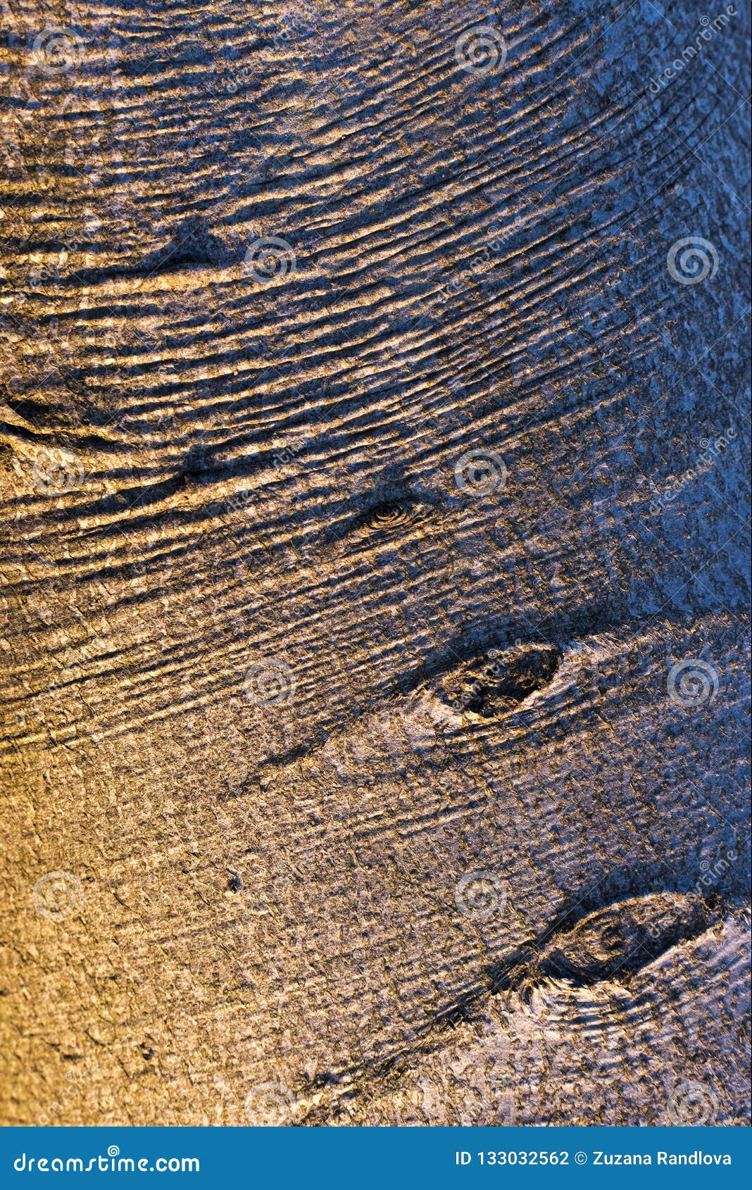 Closeup of a Beech Tree Bark Stock Photo - Image of color, tree: 133032562