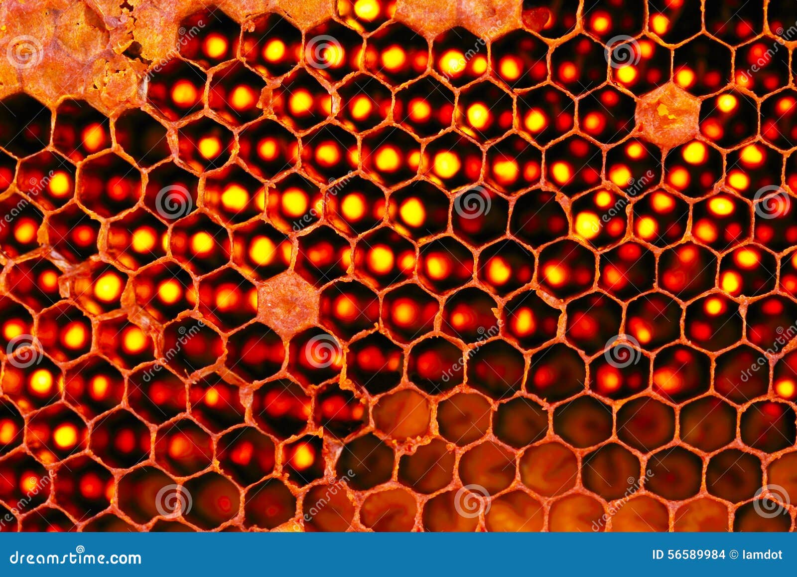 Closeup Beehive for Background Uses. Stock Photo - Image of dessert ...