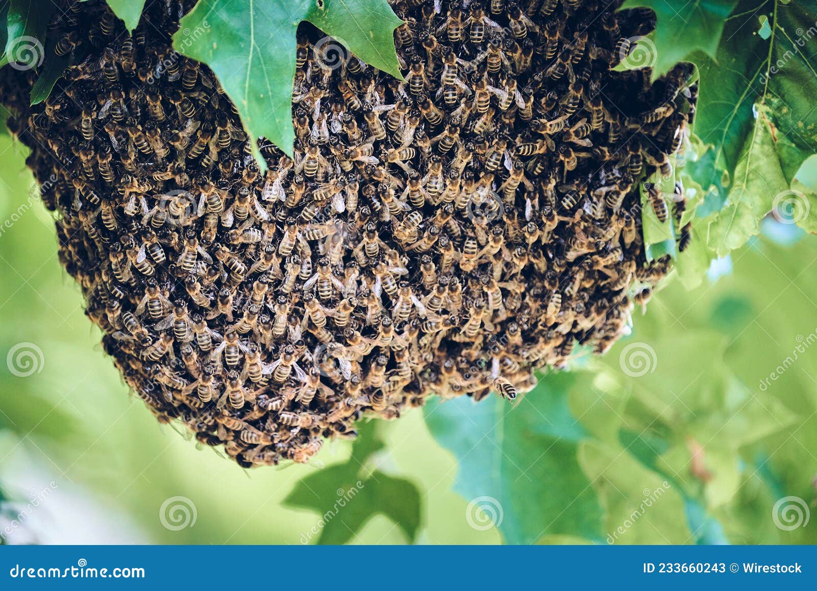 Beehive On Tree Royalty-Free Stock Photo | CartoonDealer.com #124594449