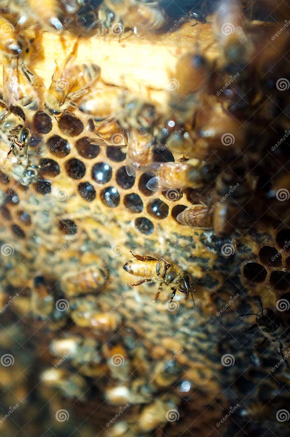 Closeup Bees Beehive stock image. Image of agriculture - 198873333