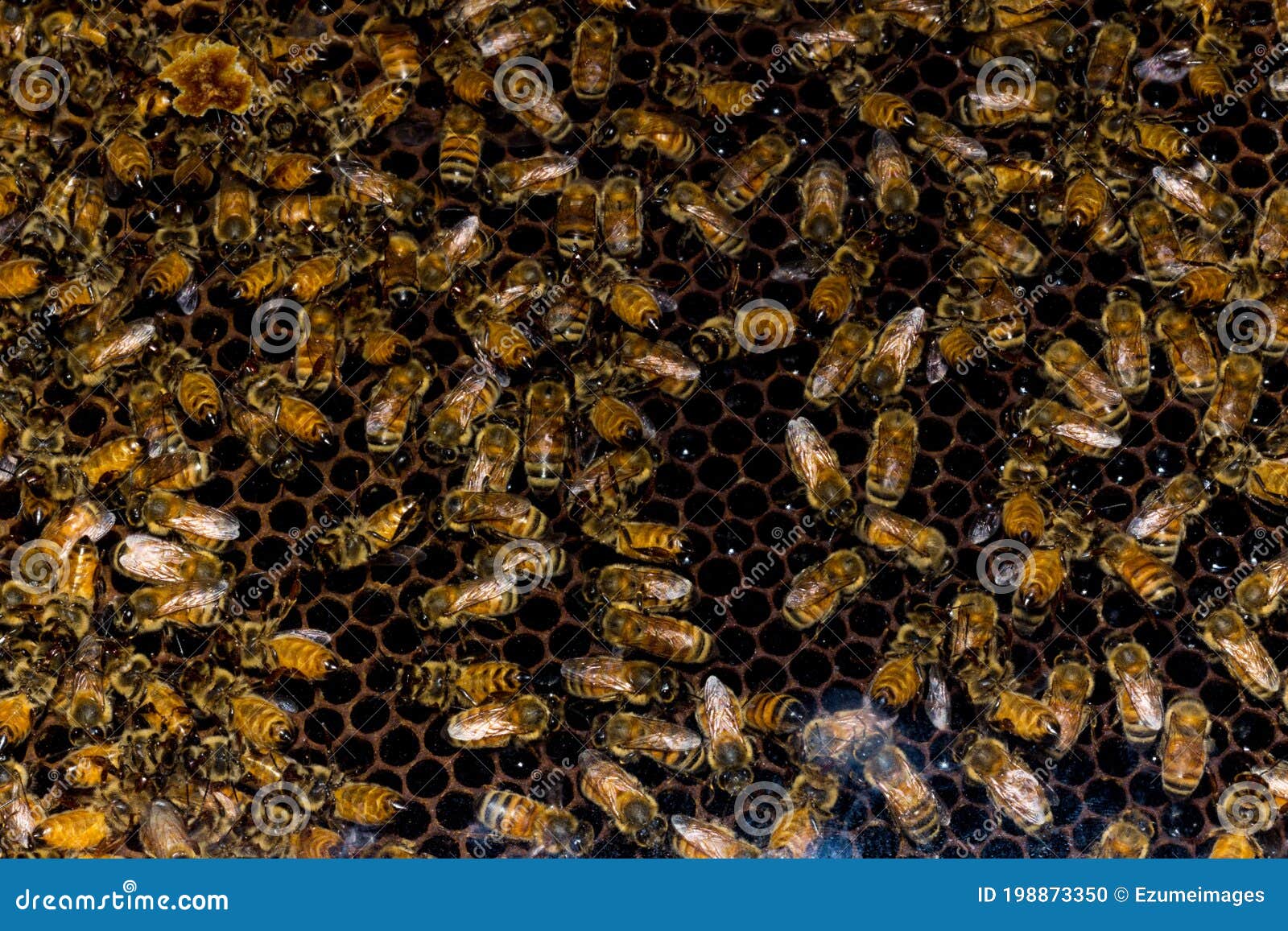 Closeup Bees Beehive stock photo. Image of biology, hexagonal - 198873350