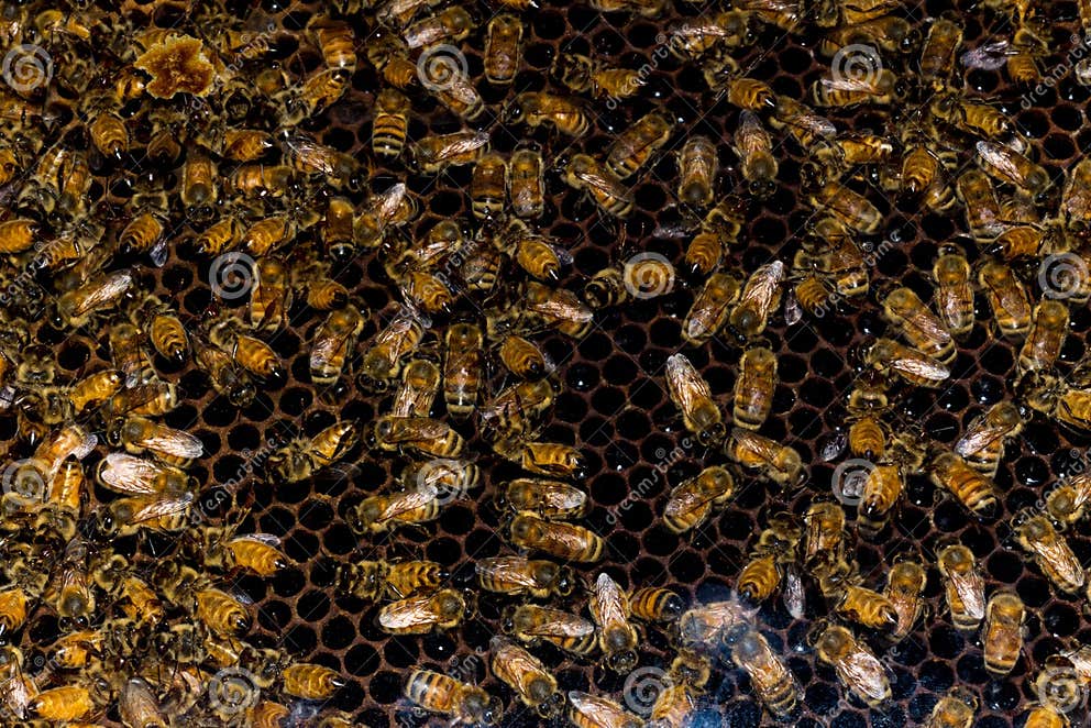 Closeup Bees Beehive stock photo. Image of biology, hexagonal - 198873350