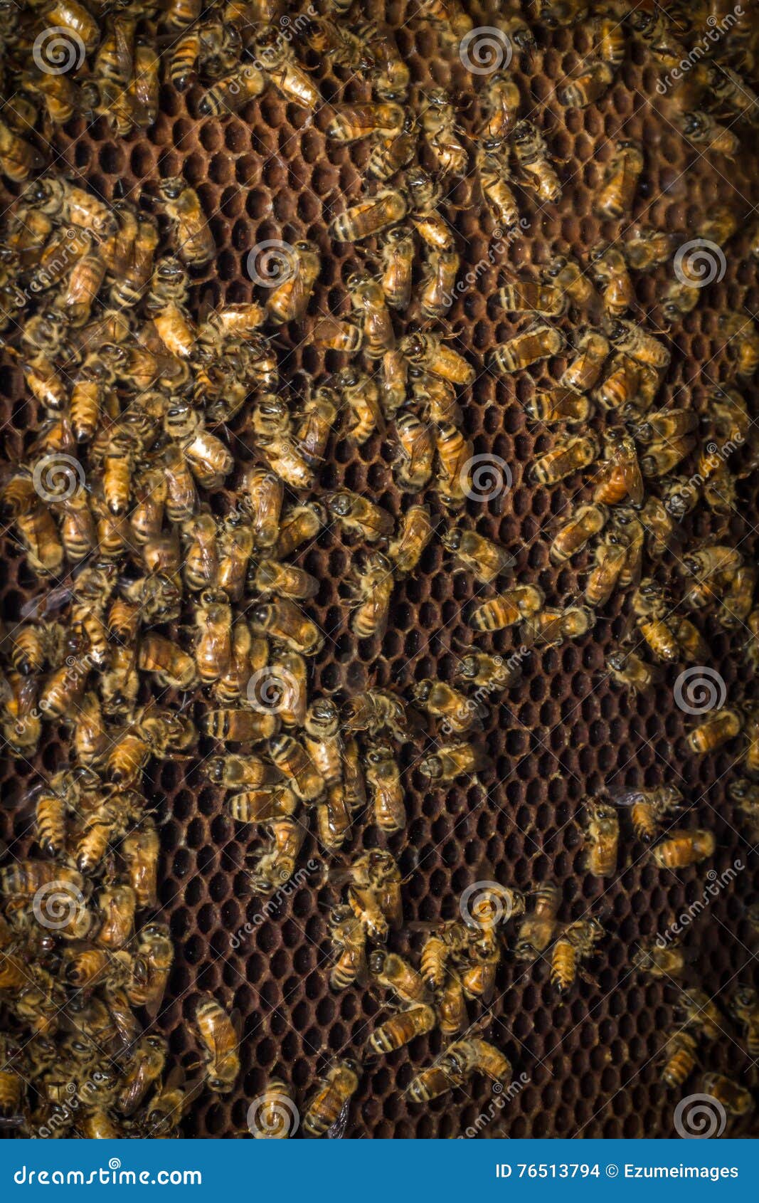 Closeup Bees Beehive stock photo. Image of beehive, home - 76513794