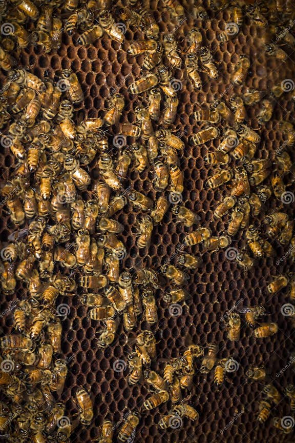 Closeup Bees Beehive stock photo. Image of beehive, home - 76513794