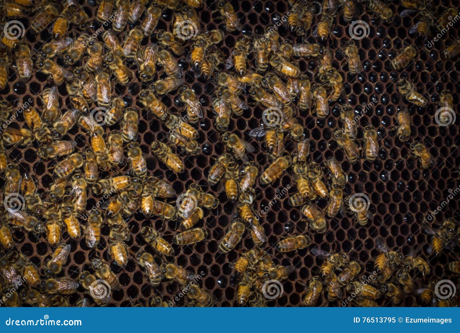 Closeup Bees Beehive stock image. Image of structure - 76513795