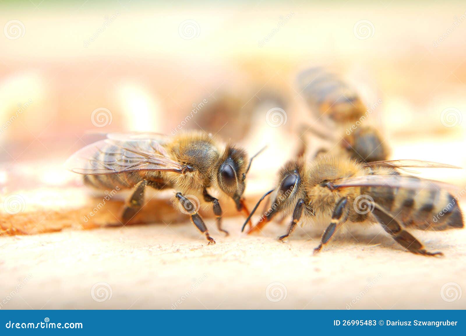 Closeup of Bees Eating Honey Stock Image - Image of environment ...