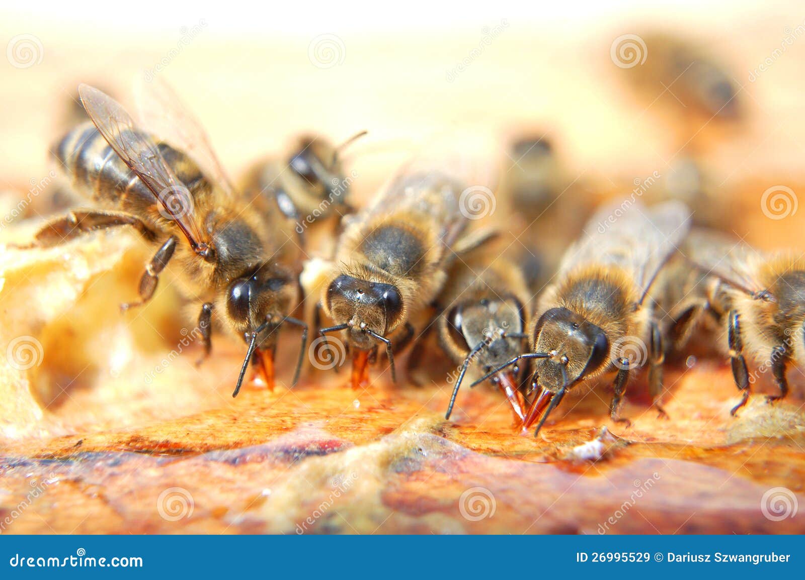 Closeup of Bees Eating Honey Stock Image - Image of consume, frame ...