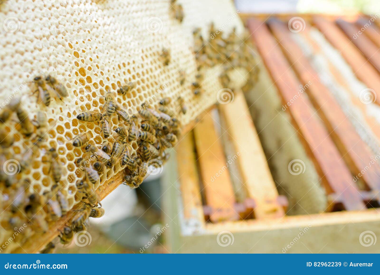 Closeup bees on honey comb stock image. Image of seasonal - 82962239