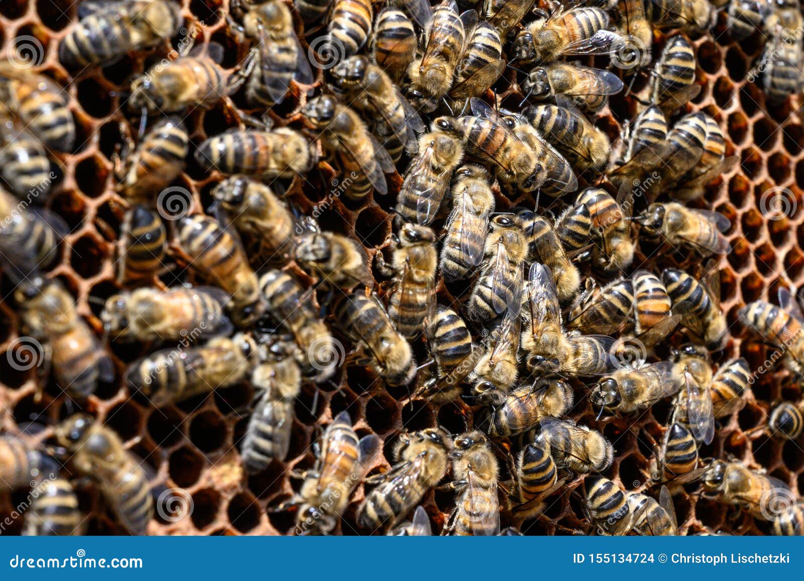 Closeup of Bees on Honeycomb in Apiary Honey Bee Selective Focus Stock ...