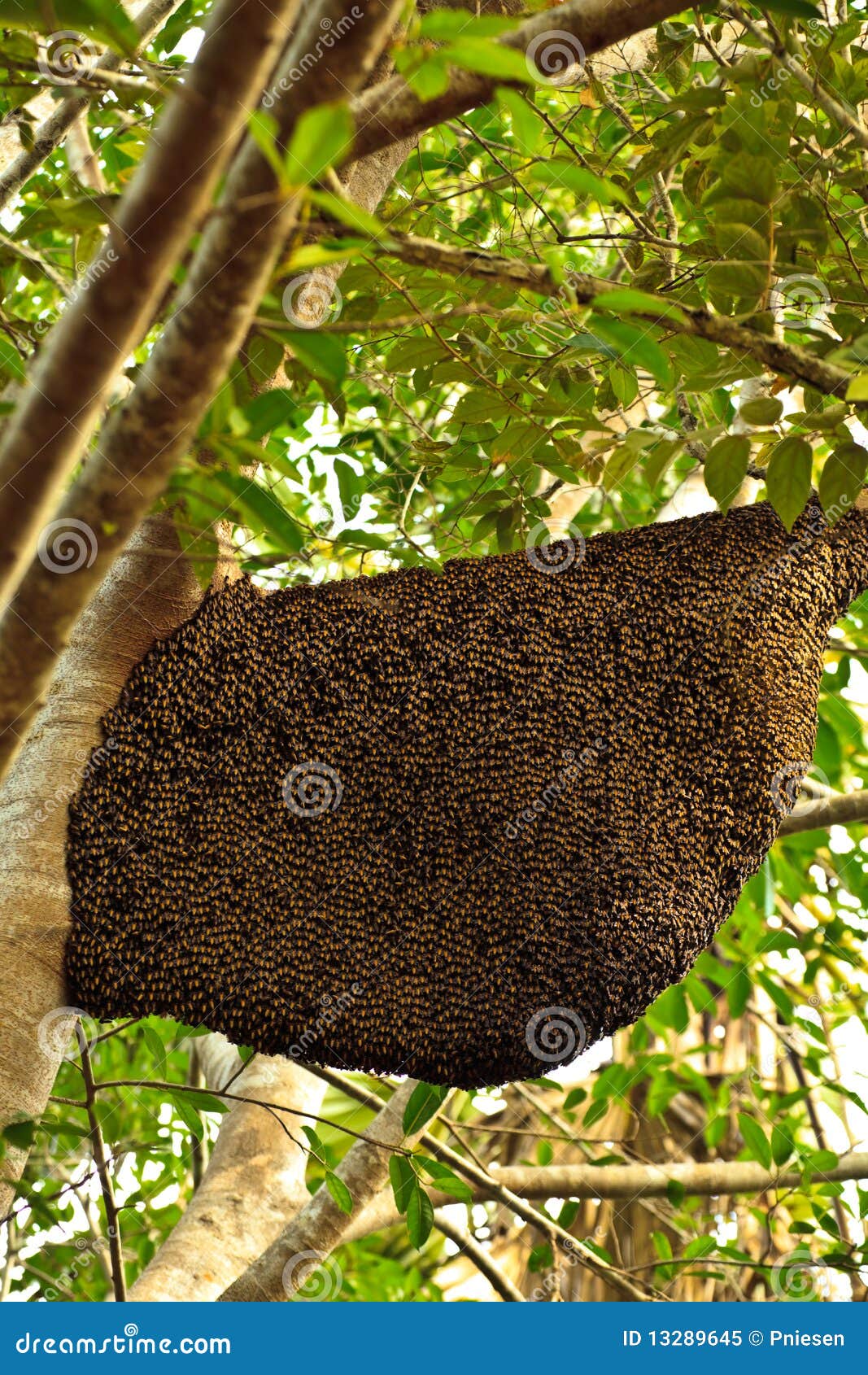Closeup of Bees Nest Hanging in Tree Stock Image - Image of rinca ...