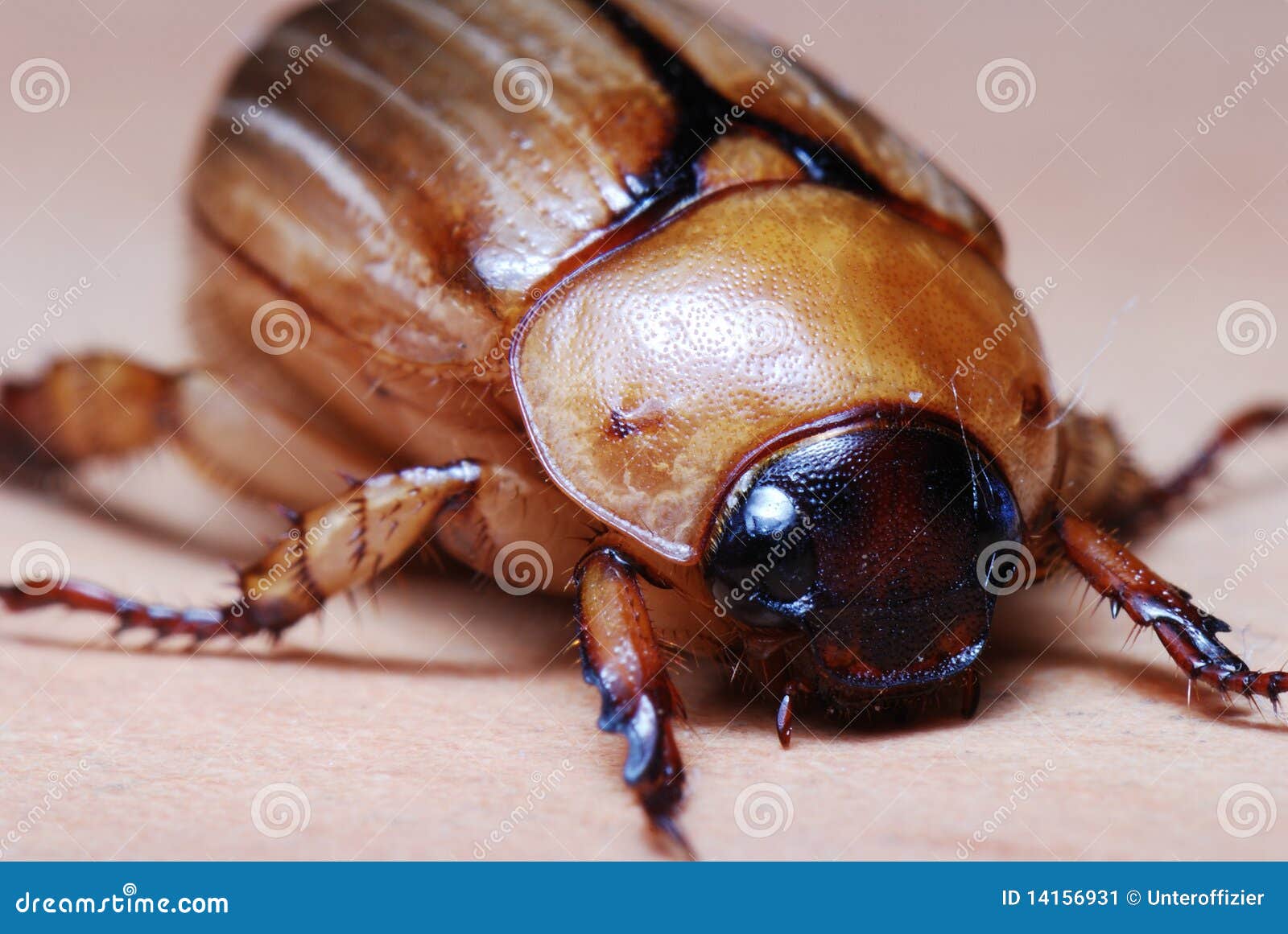 European Chafer June Bug stock image. Image of scarab - 14156931