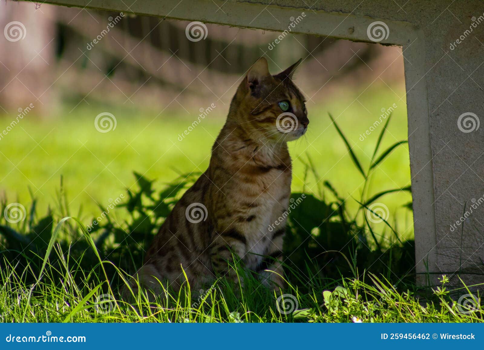 Closeup of a Bengal Cat Sitting in the Shadow. Stock Photo - Image of ...