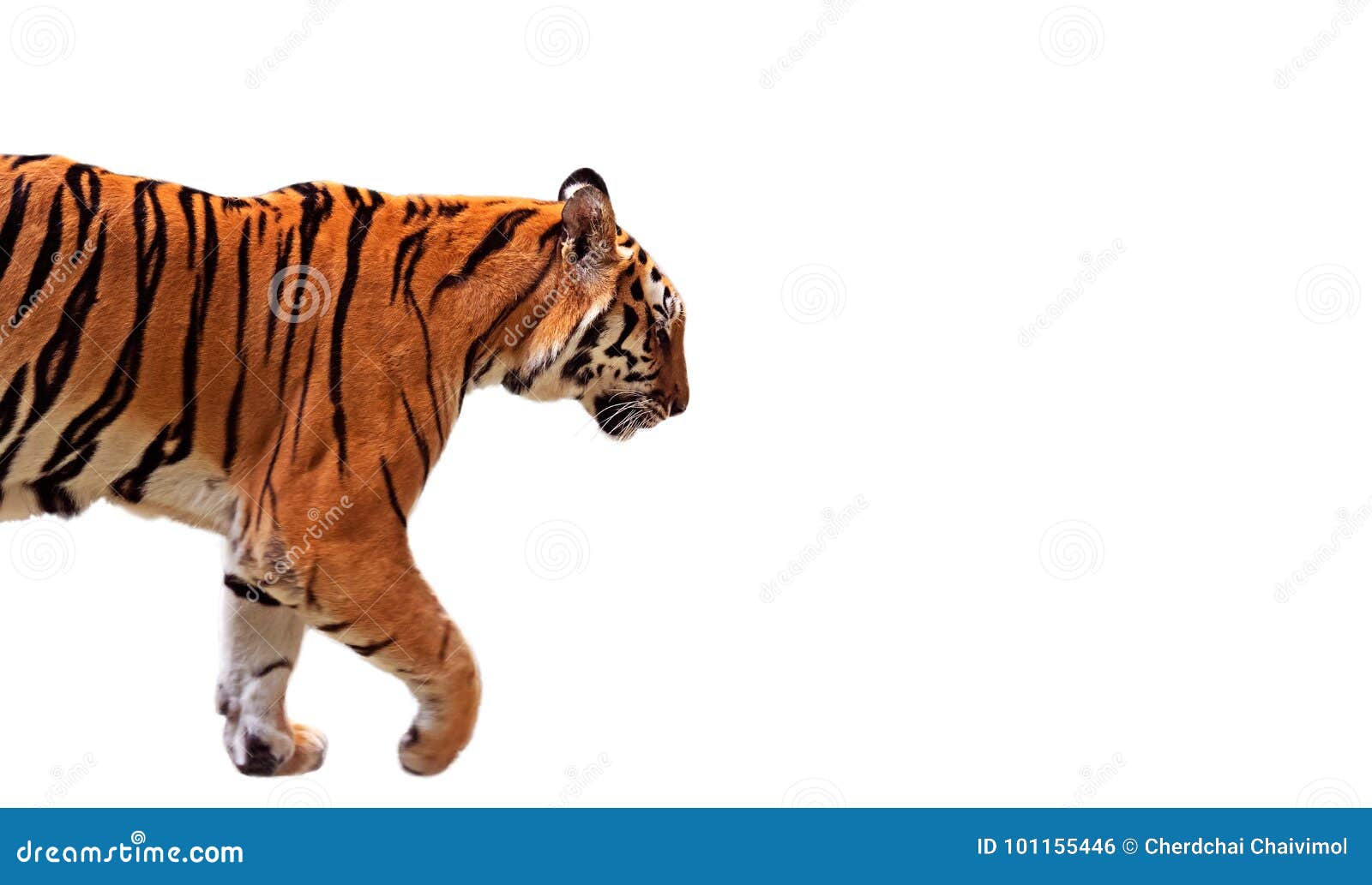 Closeup Bengal Tiger Walk on White Background, Clipping Path Stock ...